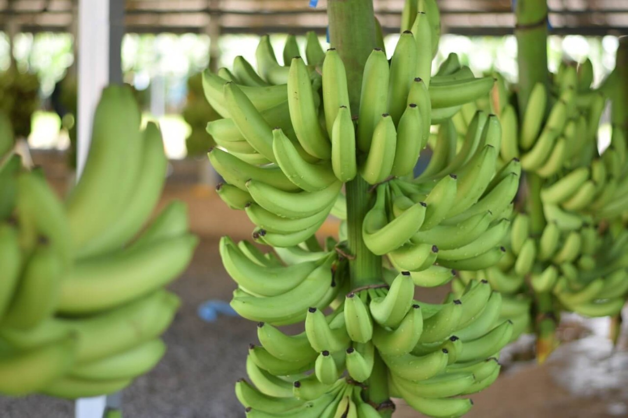 Desarrollo Sostenible del Cultivo de Banano-Noticias HAME-Grupo HAME